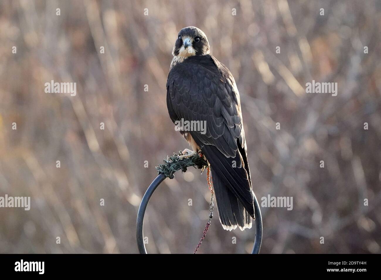 Large bird attacks smaller birds hi-res stock photography and images ...