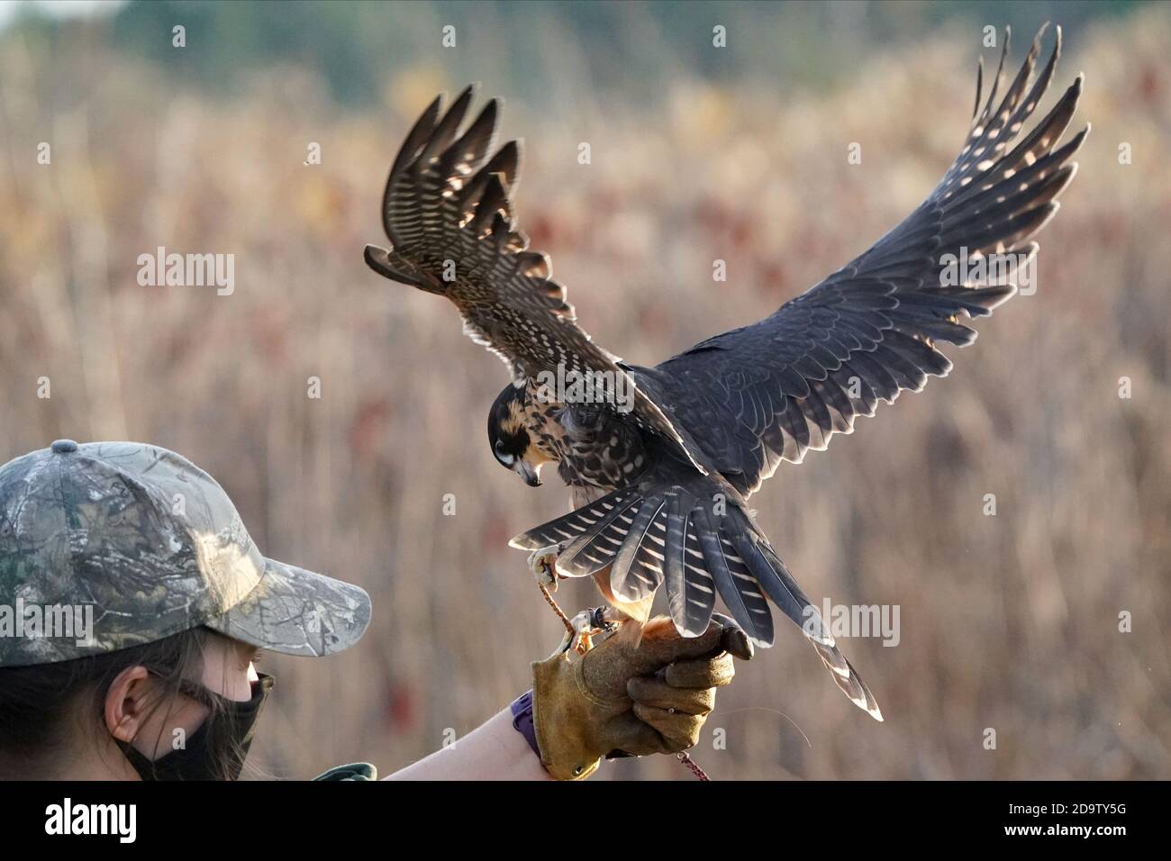 Peregrine Falcon used in Falconry Stock Photo - Alamy