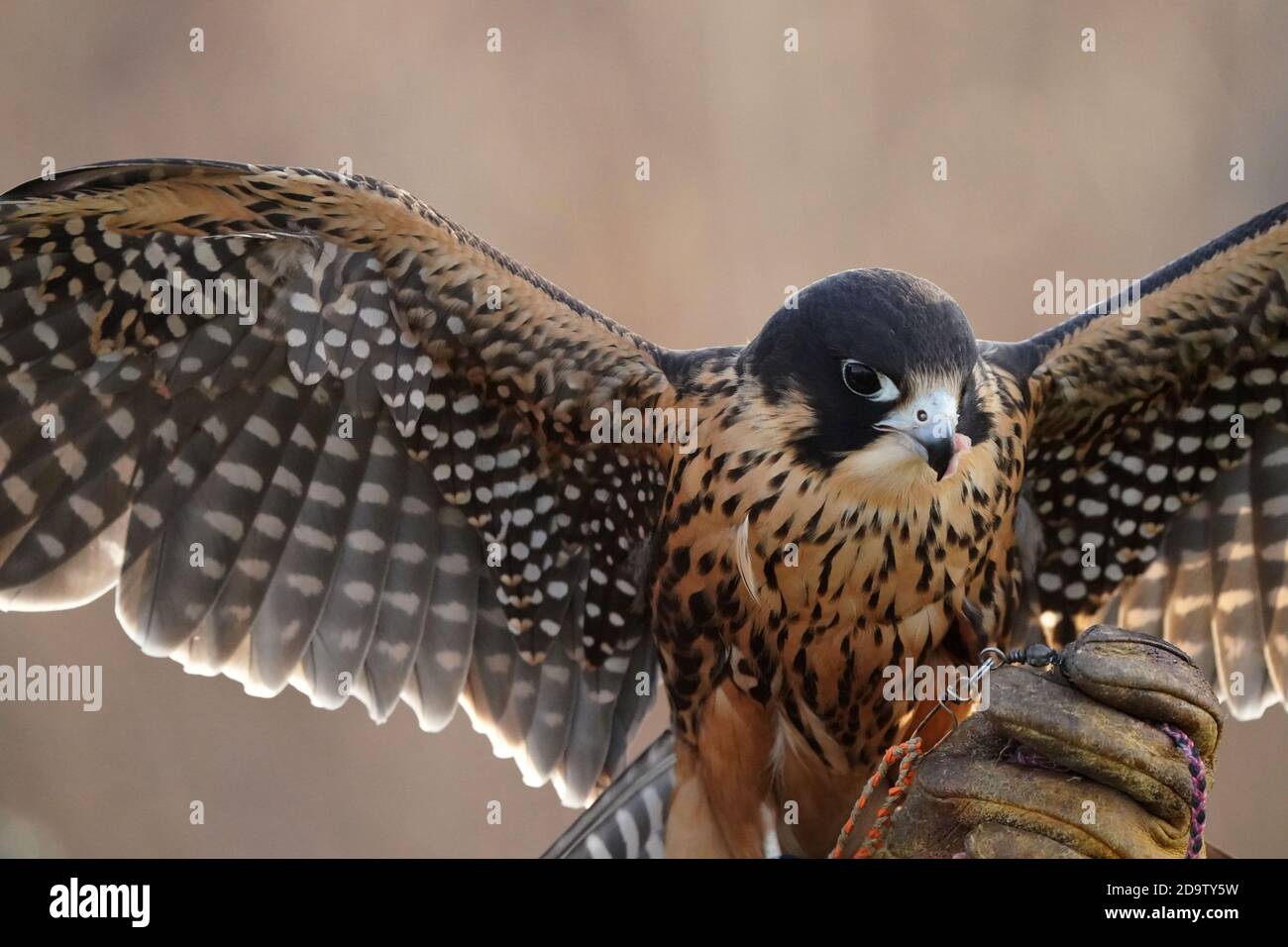 Peregrine Falcon used in Falconry Stock Photo - Alamy