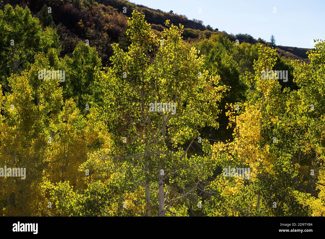 Quaking aspen trees in fall colors in the Manti-La Sal National Forest ...