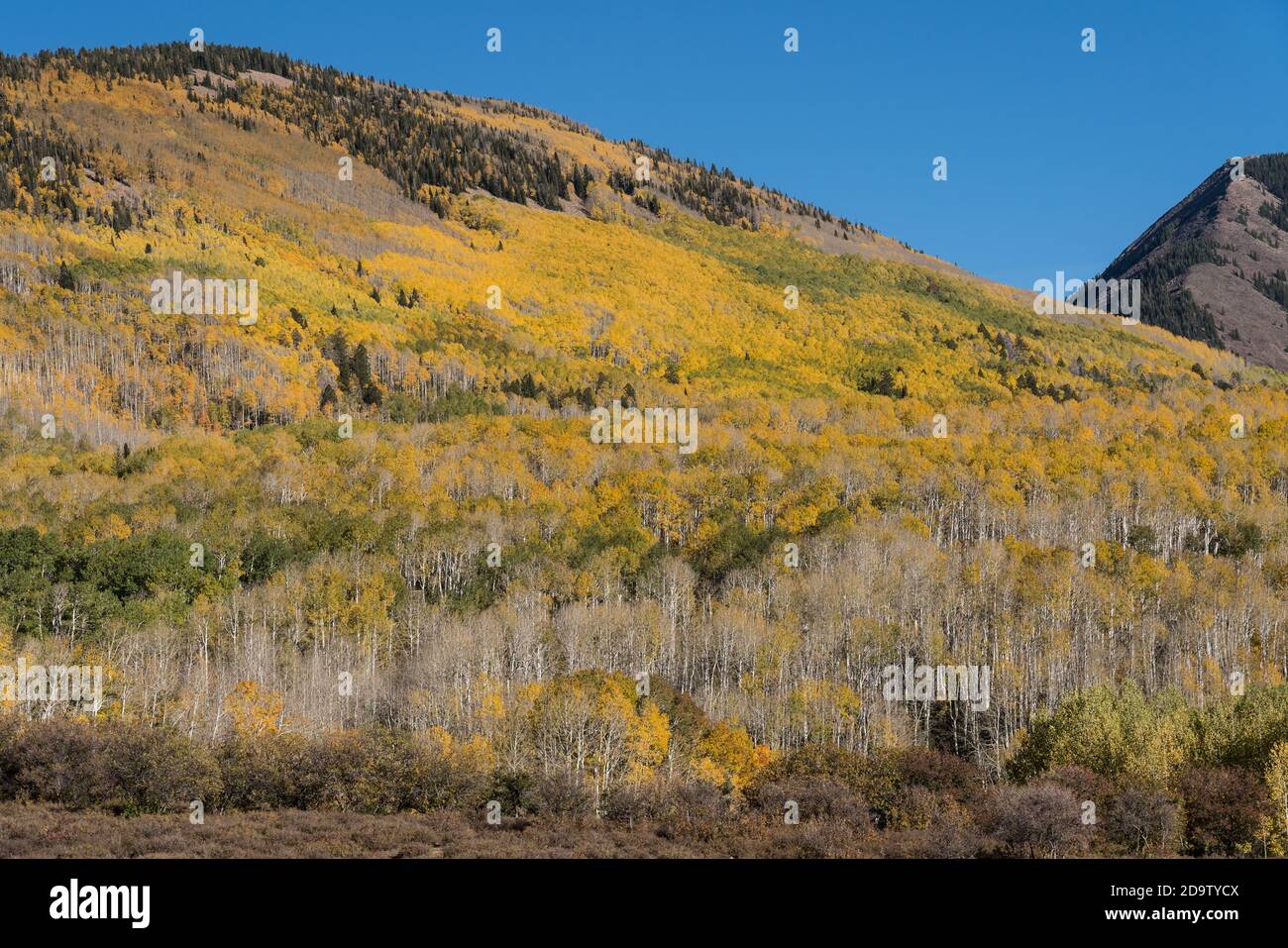 Quaking aspen trees in fall colors in the Manti-La Sal National Forest ...