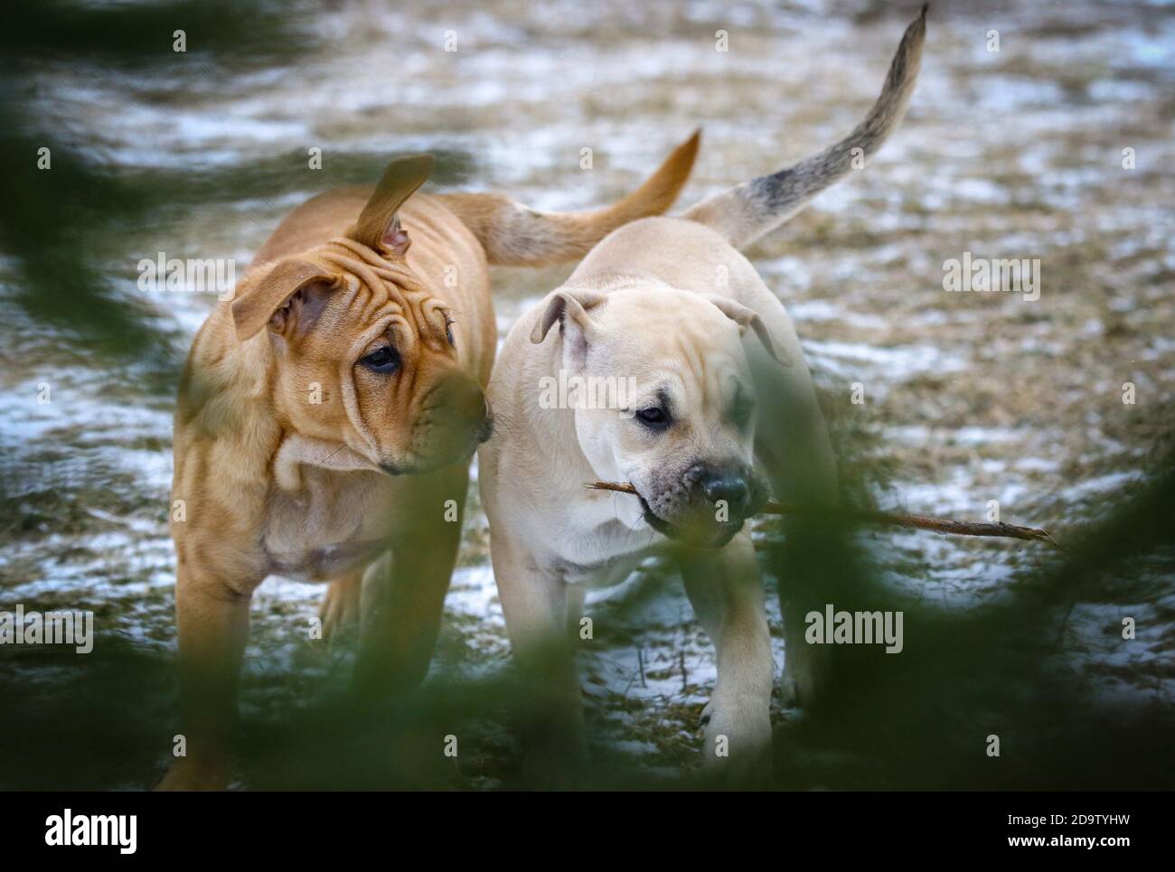 Two Ca de Bou (Mallorquin Mastiff) female puppy dogs playing outdoors ...