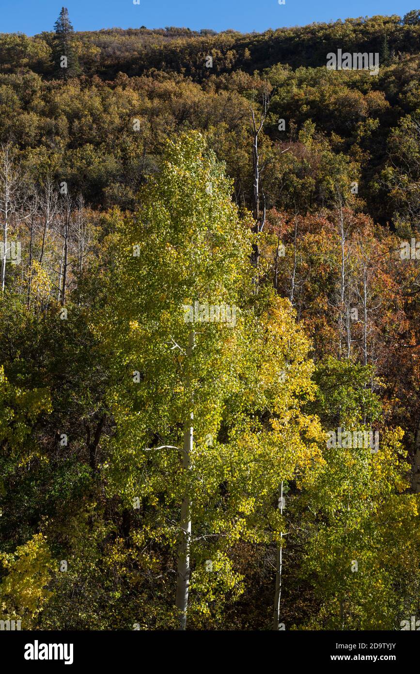 Quaking aspen trees in fall colors in the Manti-La Sal National Forest ...