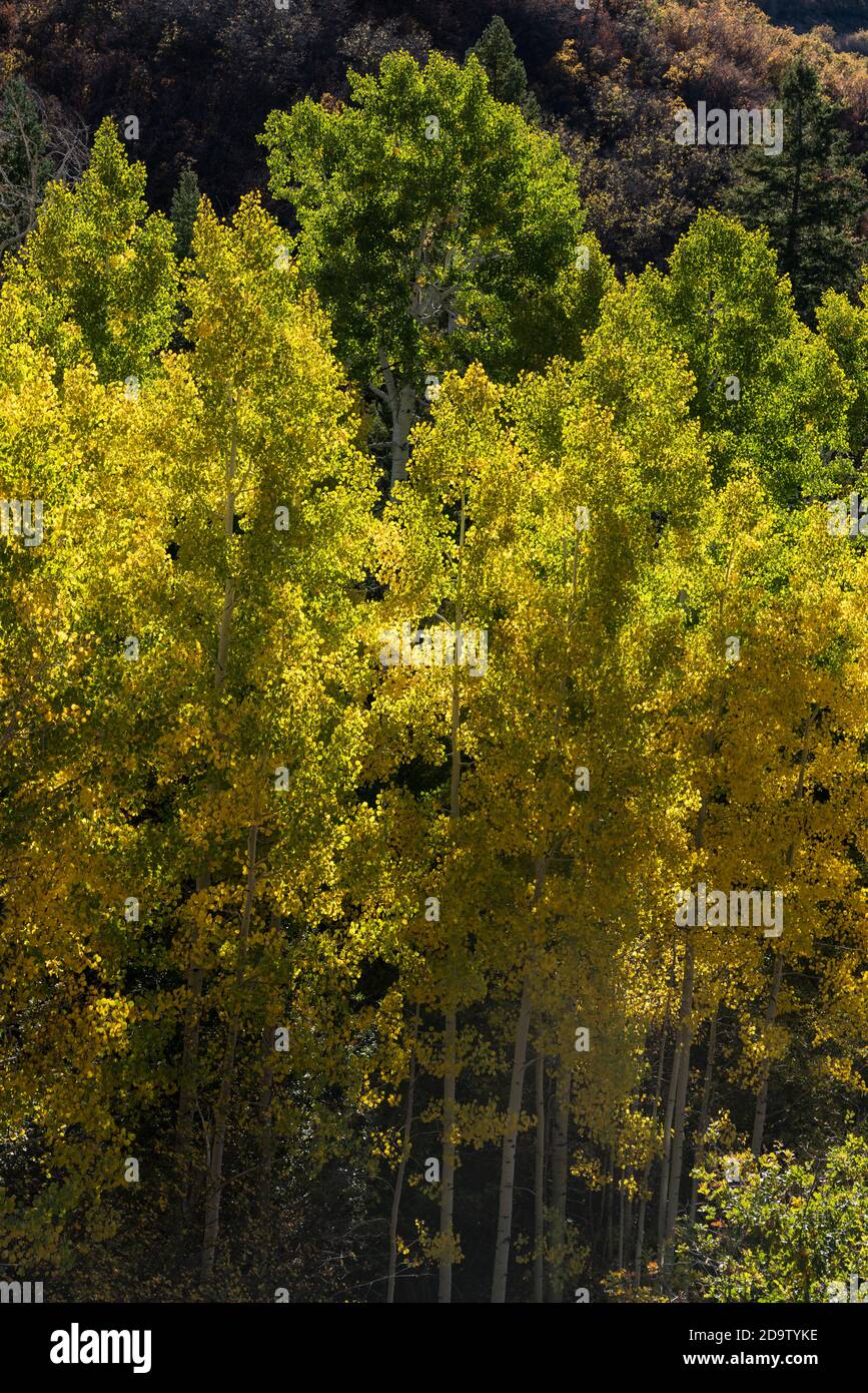 Quaking aspen trees in fall colors in the Manti-La Sal National Forest ...
