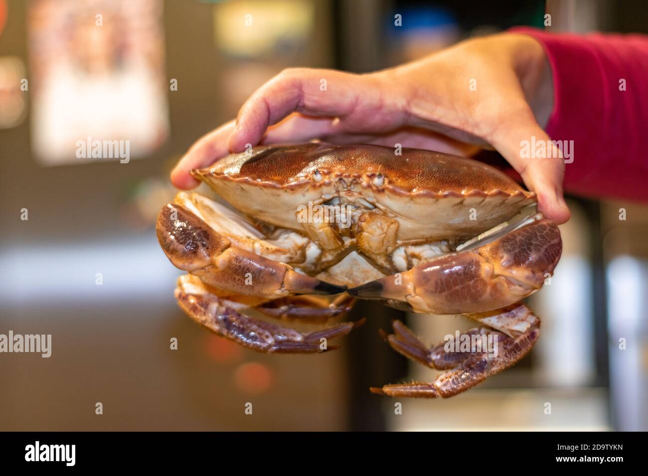 handling a Sea crab, Cancer pagurus alive ready to be coocked Stock ...