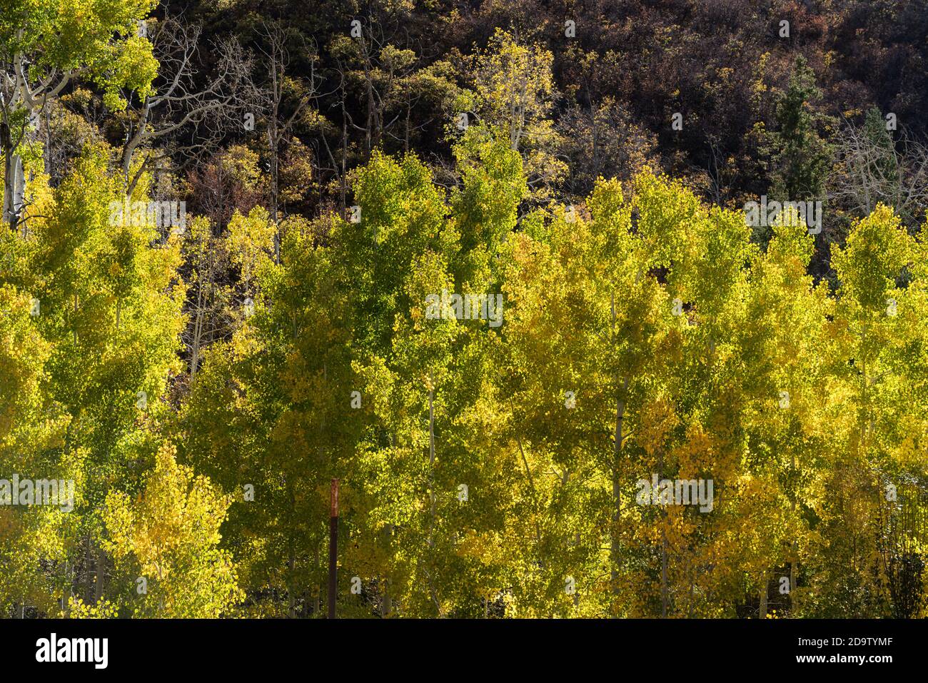 Quaking aspen trees in fall colors in the Manti-La Sal National Forest ...