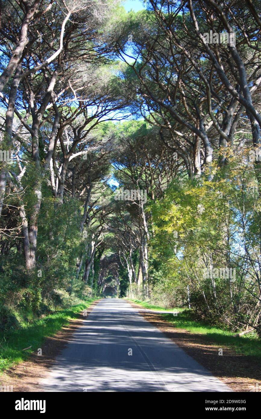 beautiful lush green leafy tree lined avenue in the Tuscan countryside ...