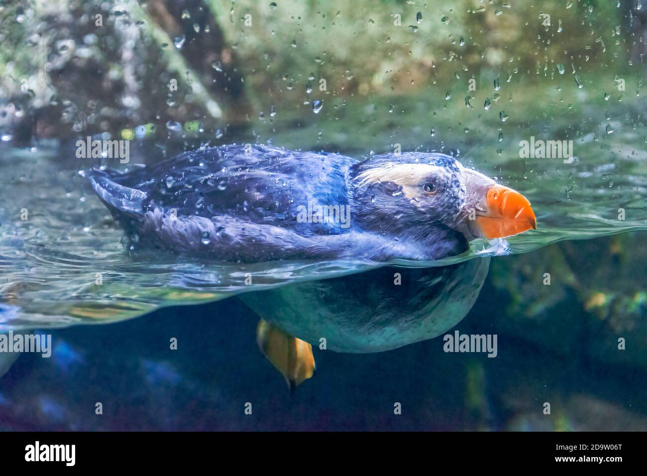Puffin exhibit hi-res stock photography and images - Alamy