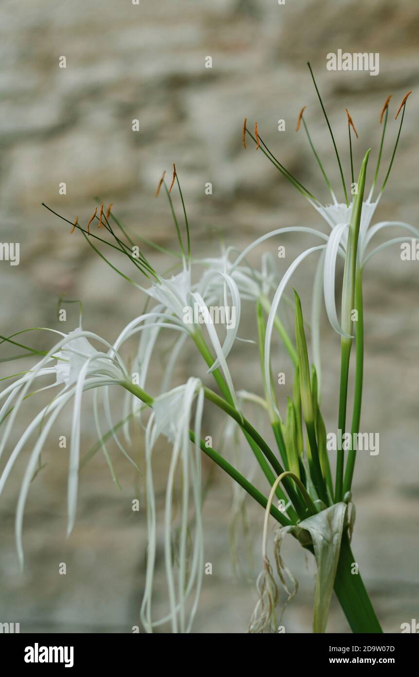 Beach spider lily, Hymenocallis littoralis, Pancratium maritimum plant ...