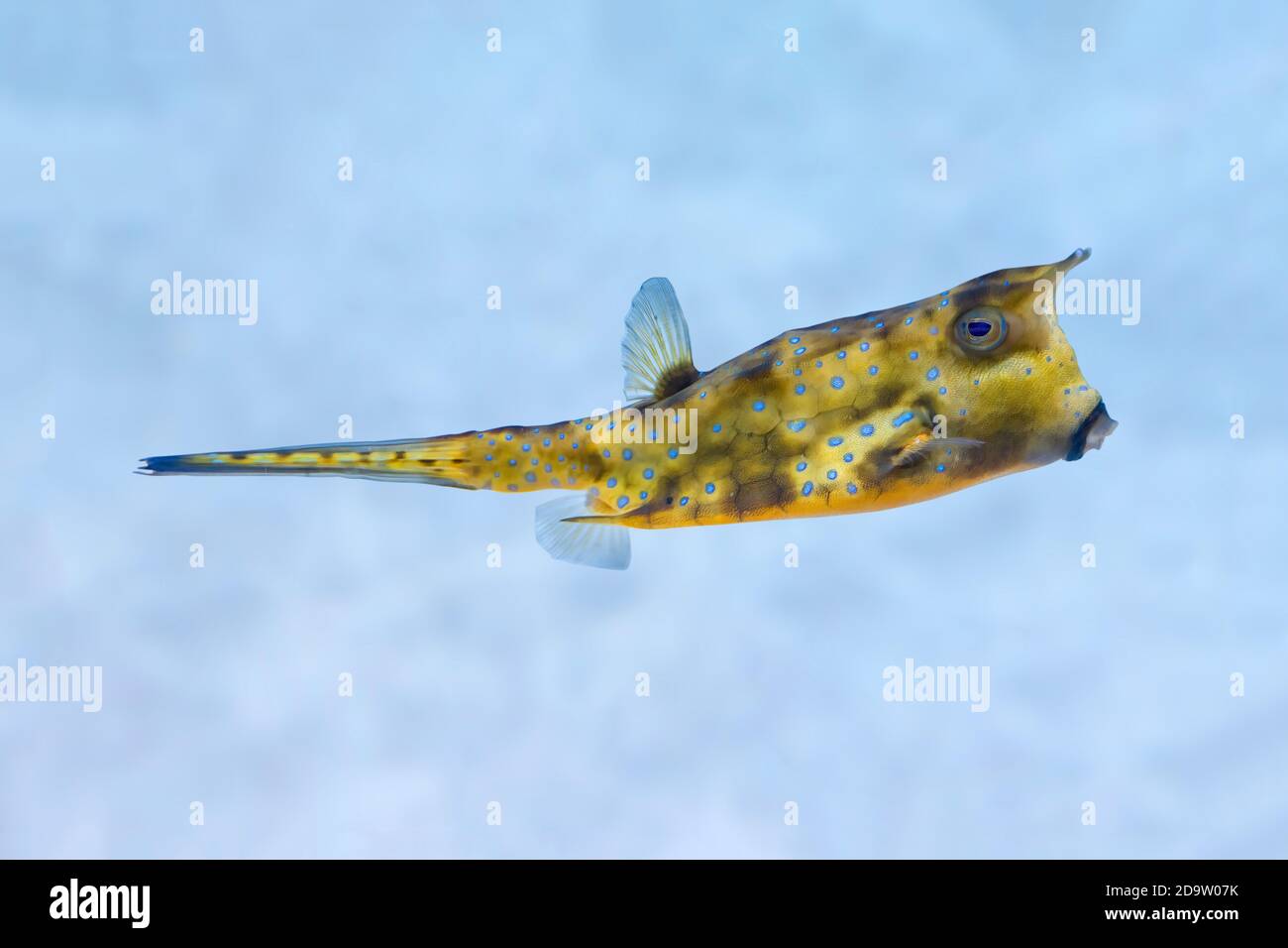 Longhorn cowfish (lacturia cornuta) underwater closeup, isolated on ...