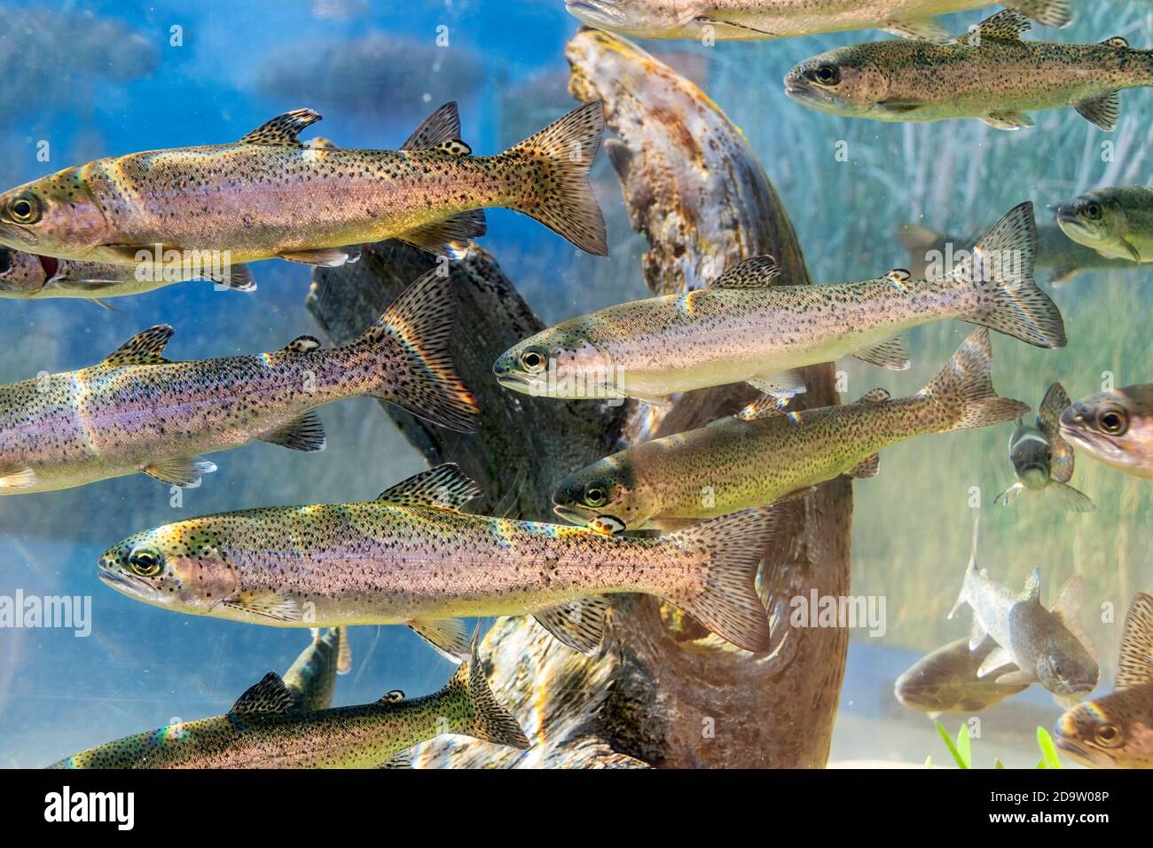 Smoltification hi-res stock photography and images - Alamy