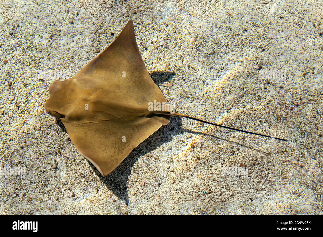 Stingray face hi-res stock photography and images - Alamy