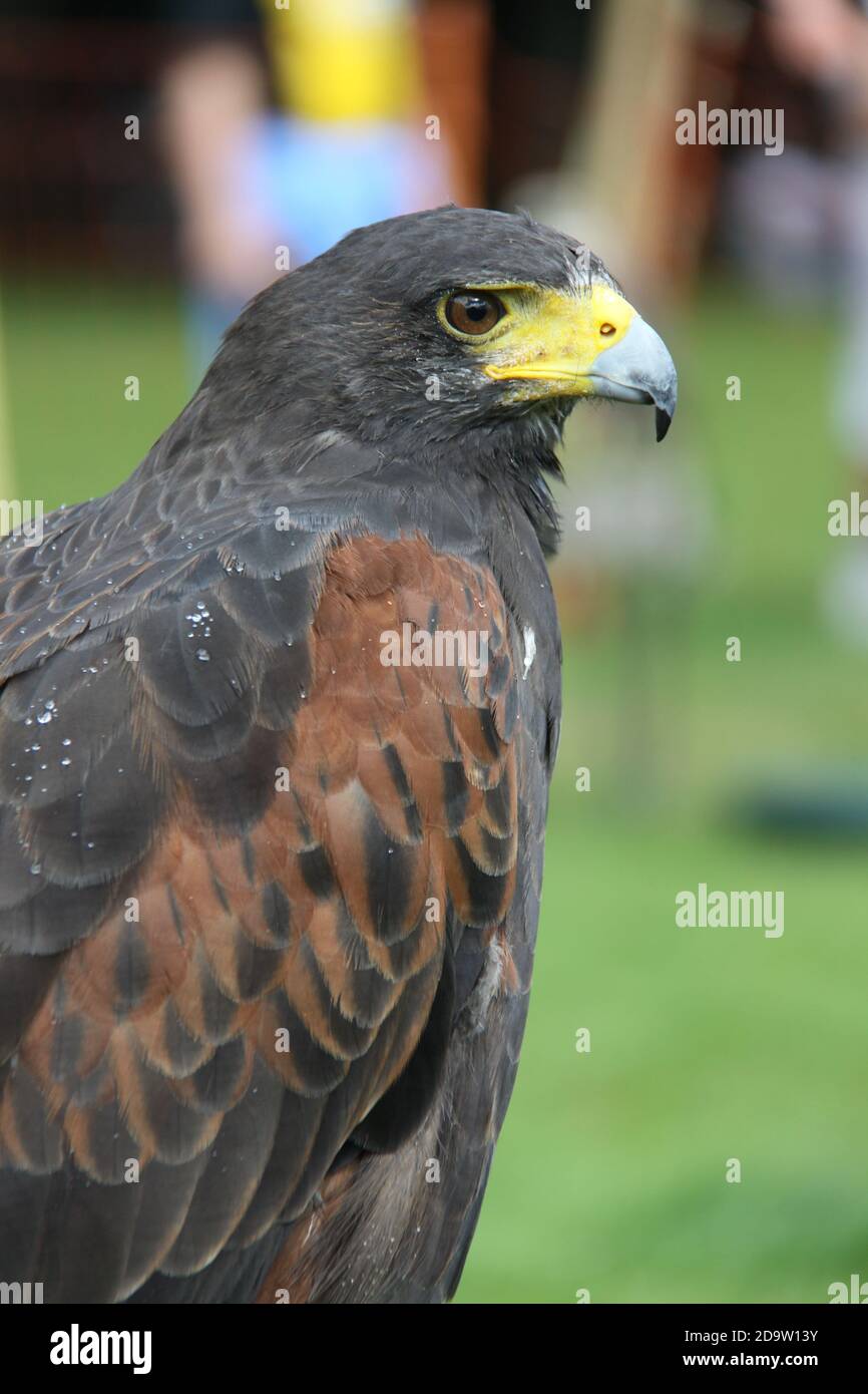 South american harriss hawk hi-res stock photography and images - Alamy