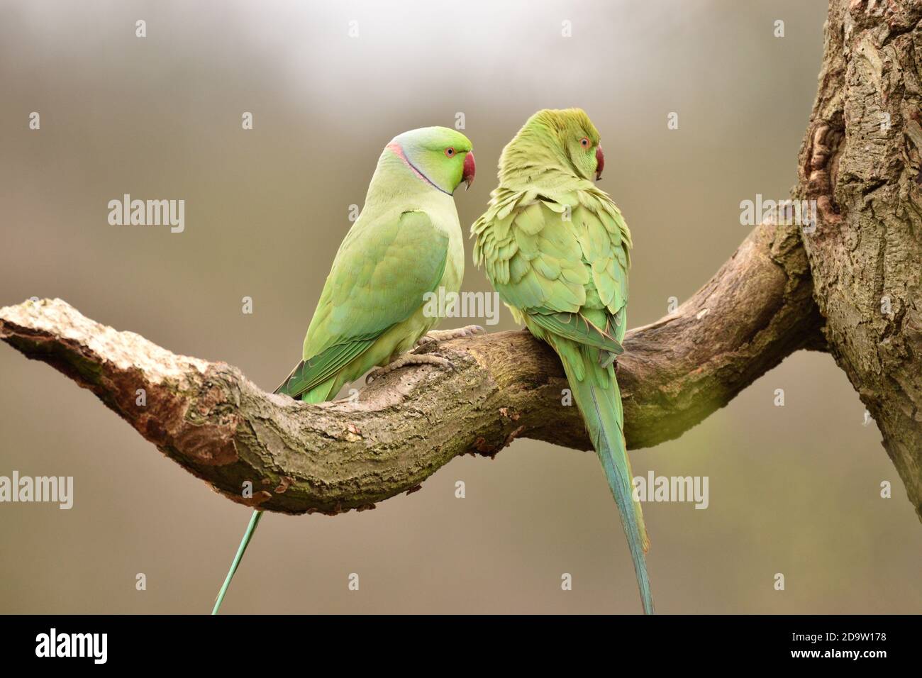 Male and female parakeets hi-res stock photography and images - Alamy