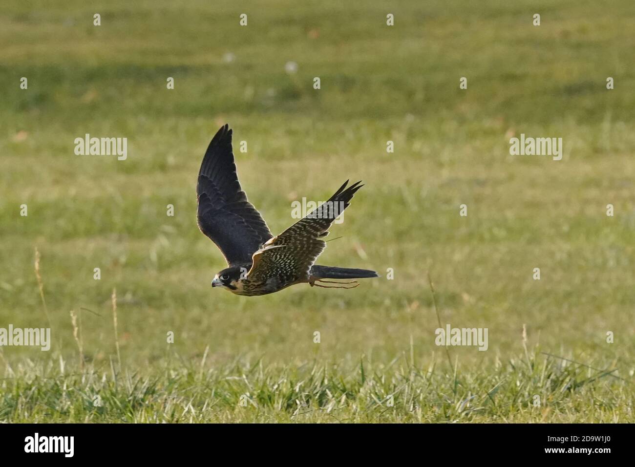 Peregrine Falcon used in Falconry Stock Photo - Alamy