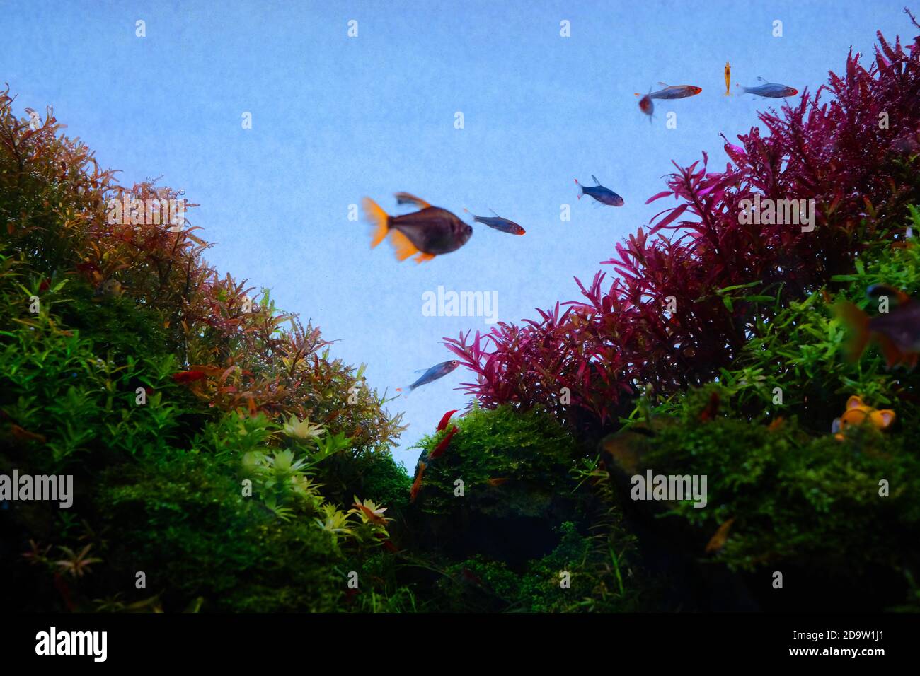 Blue and red fish hi-res stock photography and images - Alamy