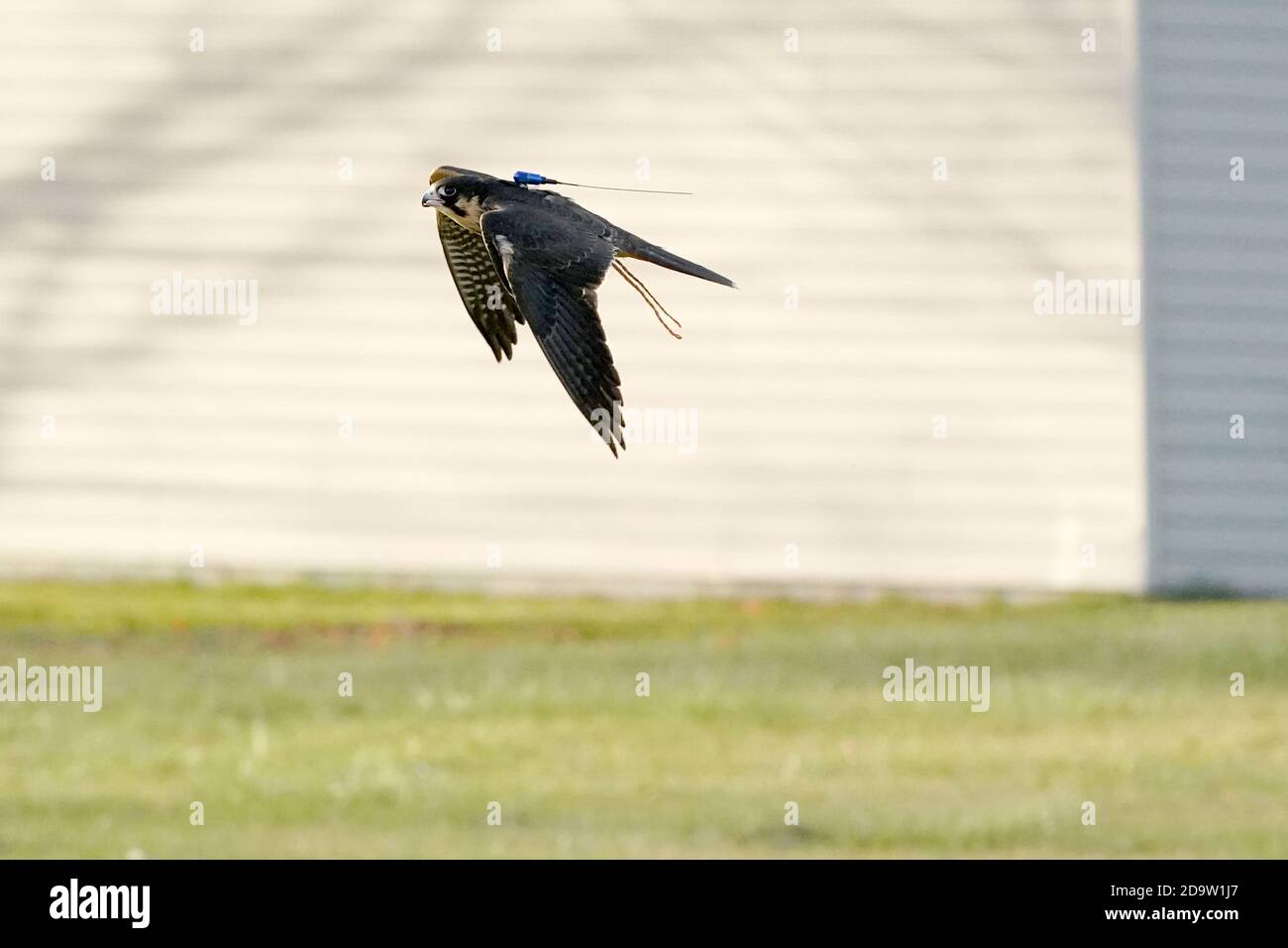 Large bird attacks smaller birds hi-res stock photography and images ...
