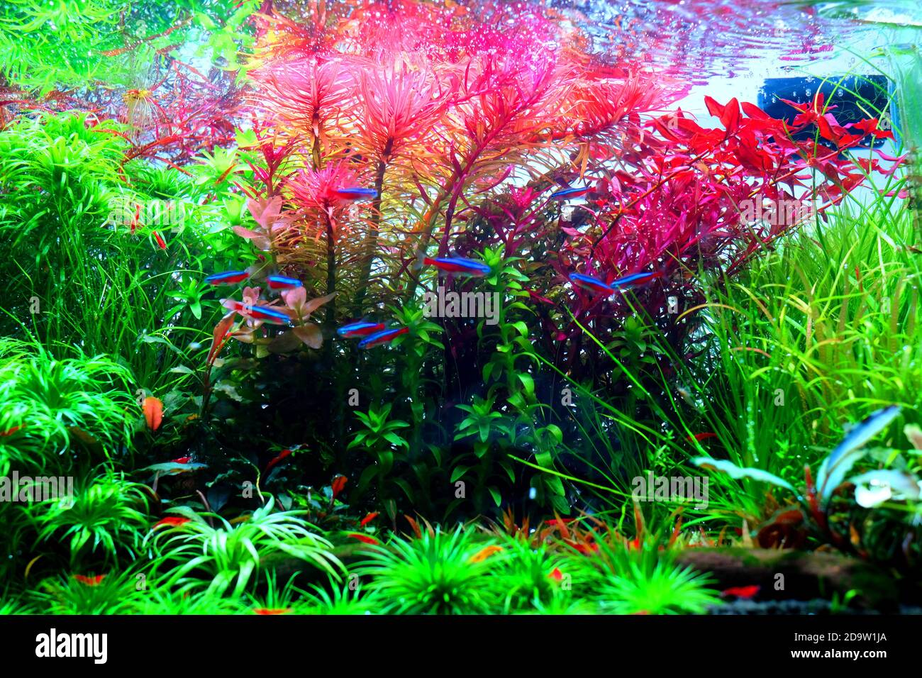 Blue and red fish hi-res stock photography and images - Alamy