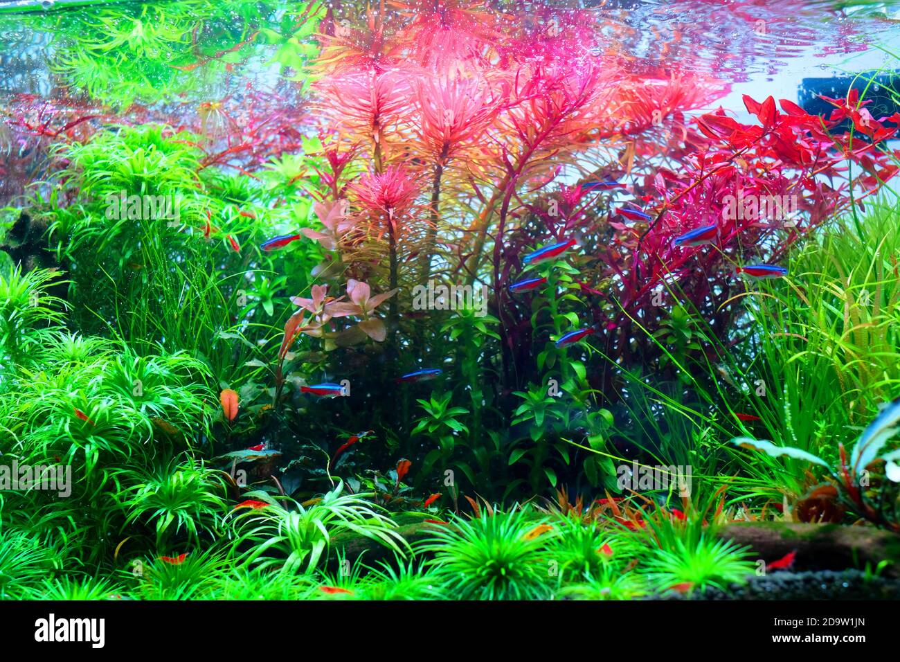 Blue and red fish hi-res stock photography and images - Alamy
