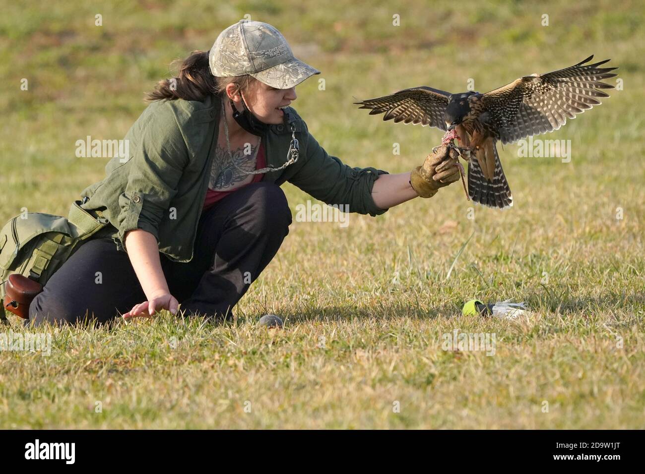 Peregrine Falcon used in Falconry Stock Photo - Alamy