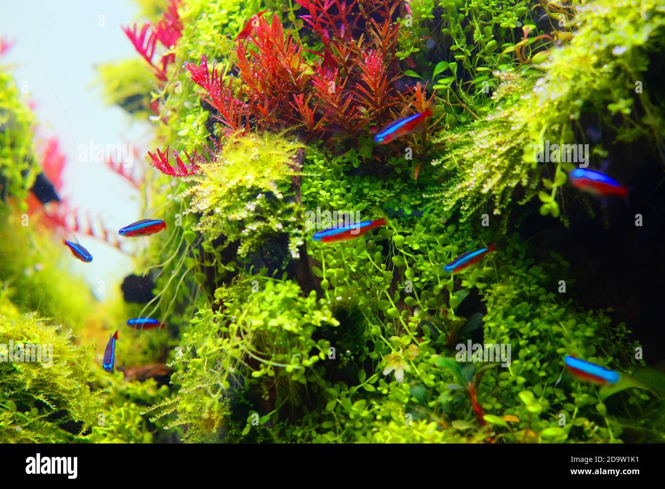 Blue and red fish hi-res stock photography and images - Alamy