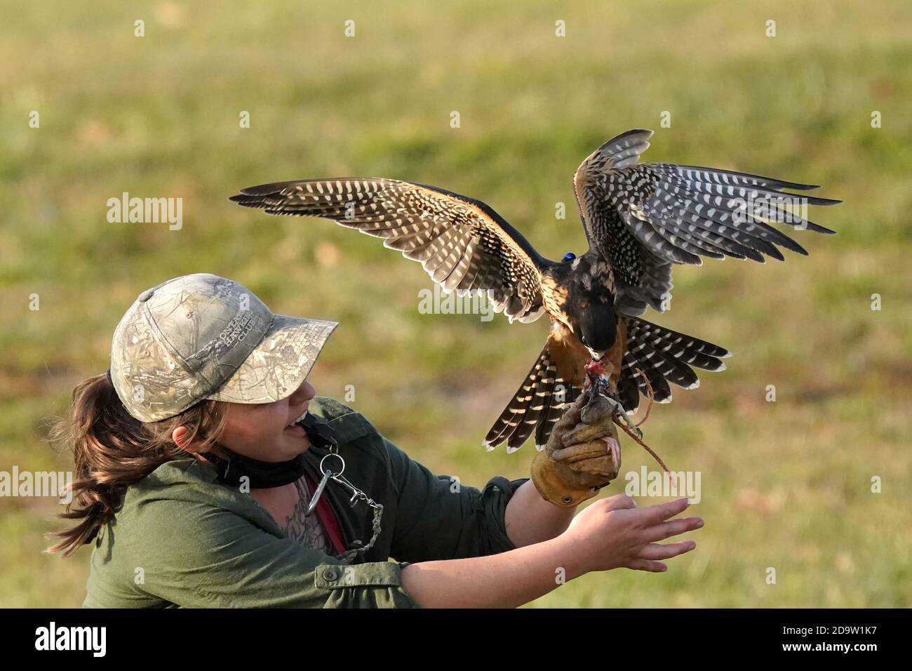 Peregrine Falcon used in Falconry Stock Photo - Alamy