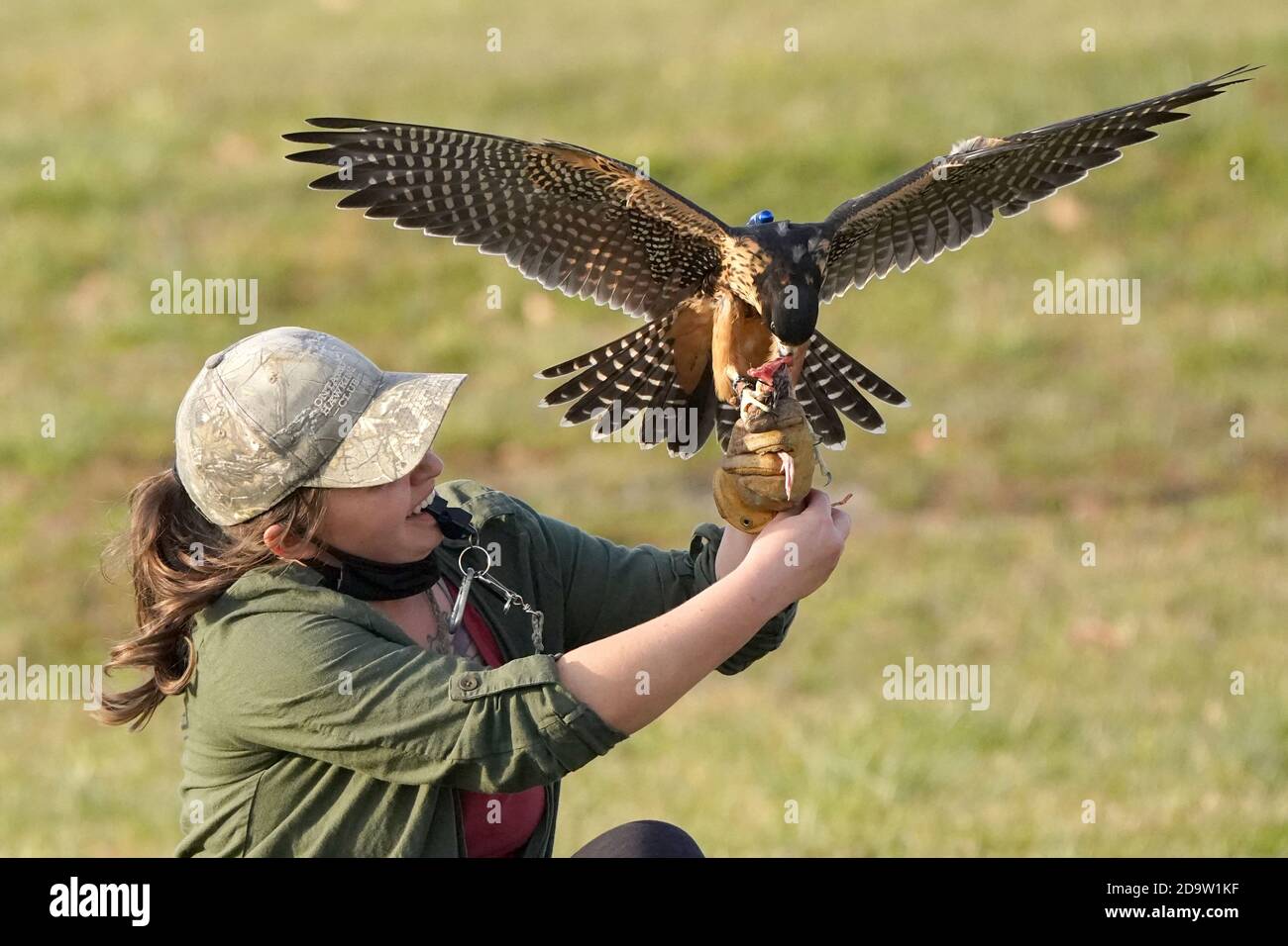 Large bird attacks smaller birds hi-res stock photography and images ...