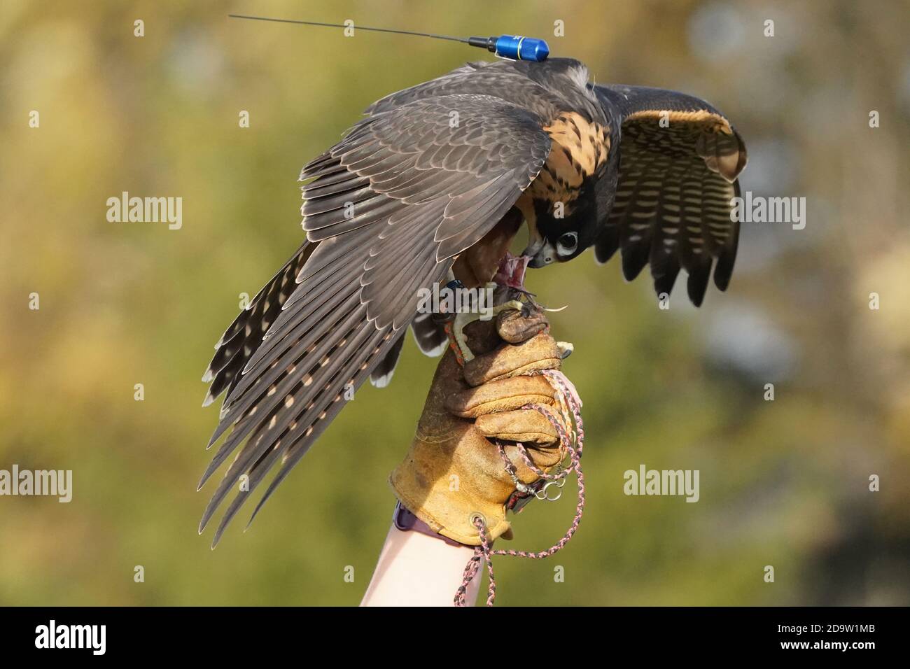 Two largest tail feathers hi-res stock photography and images - Alamy