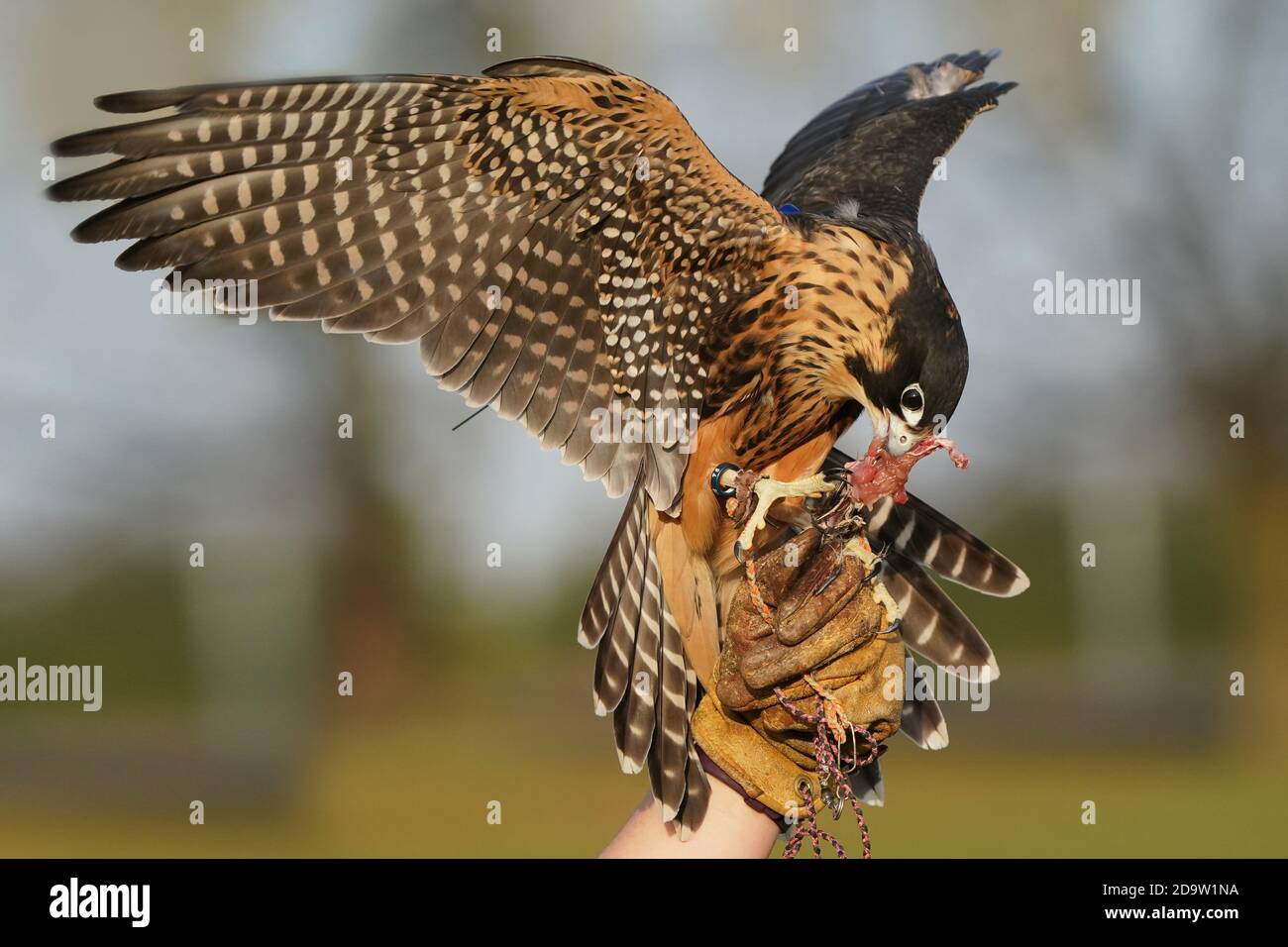 Large bird attacks smaller birds hi-res stock photography and images ...