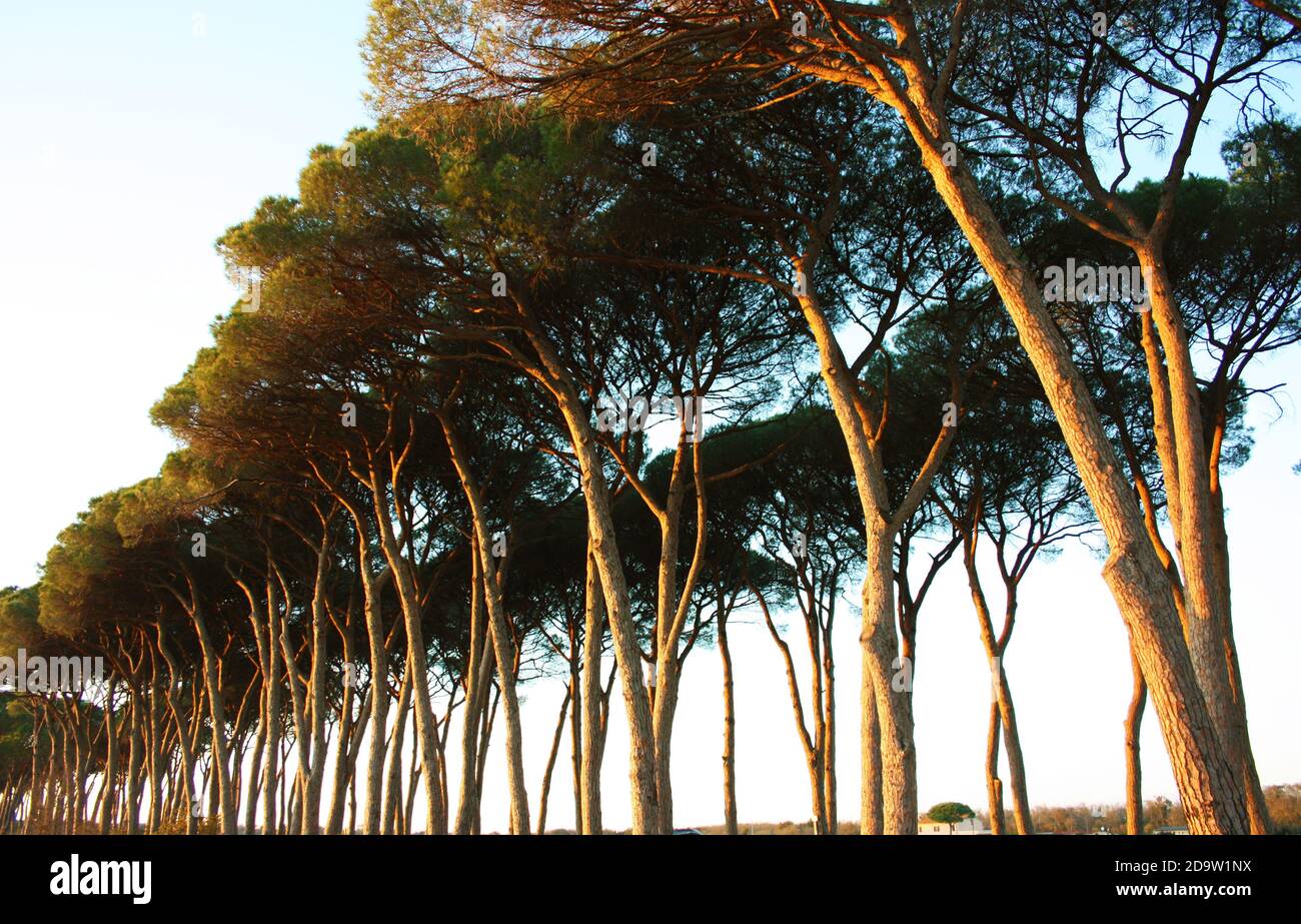 many green pine trees in a row on the avenue road in the countryside of ...