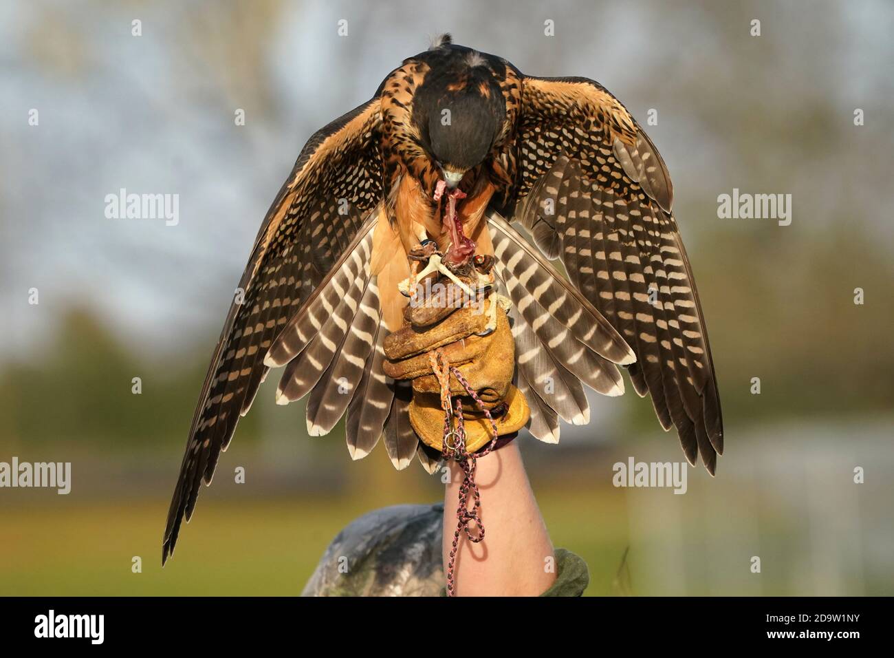 Large bird attacks smaller birds hi-res stock photography and images ...