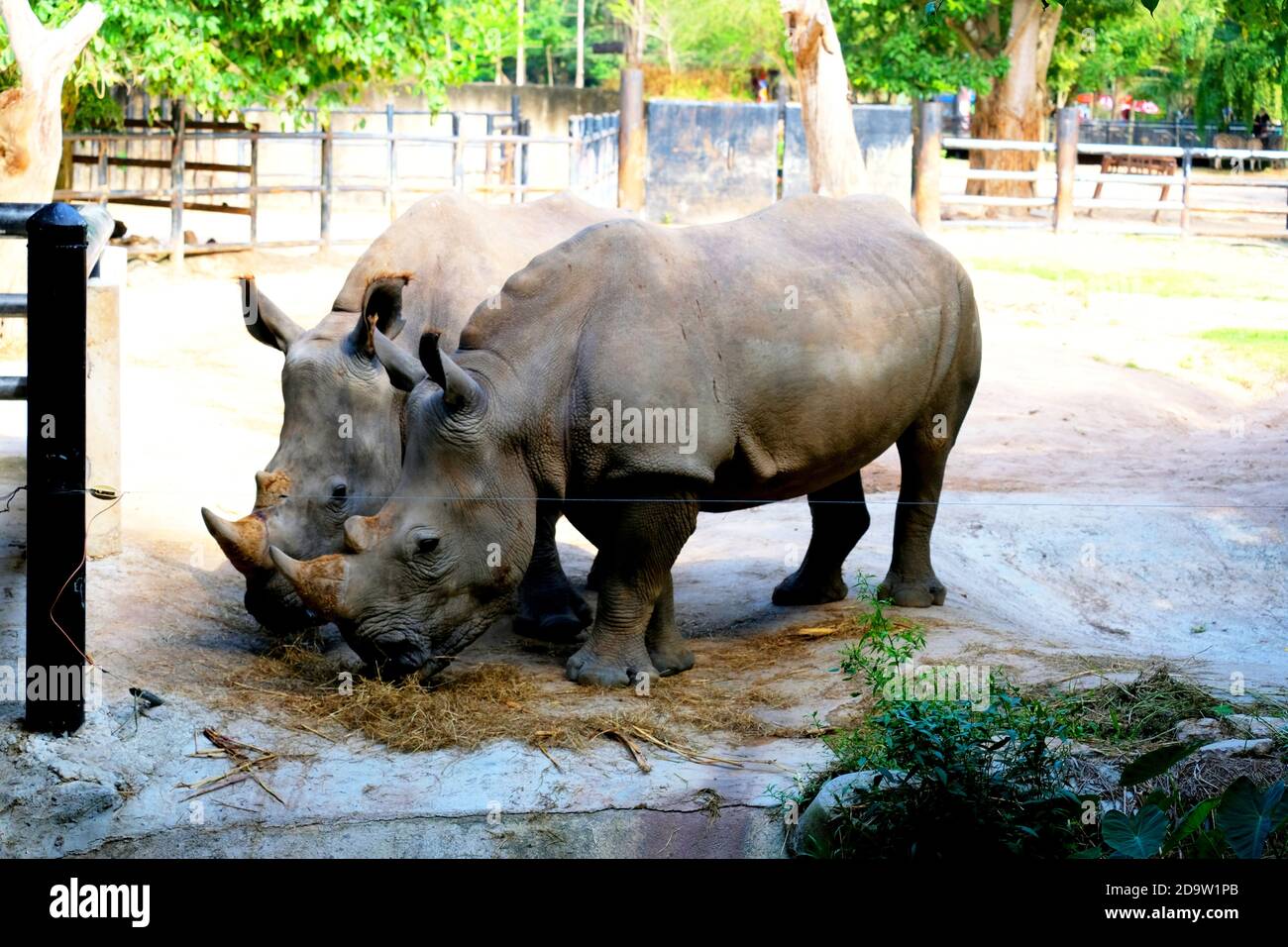 Two rhinoceros hi-res stock photography and images - Alamy