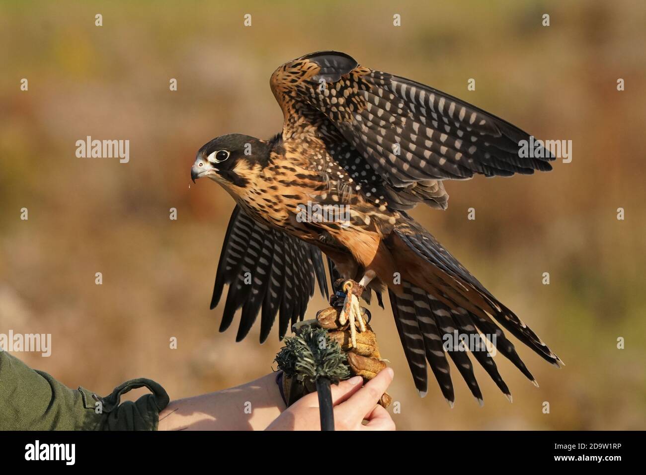 Large bird attacks smaller birds hi-res stock photography and images ...
