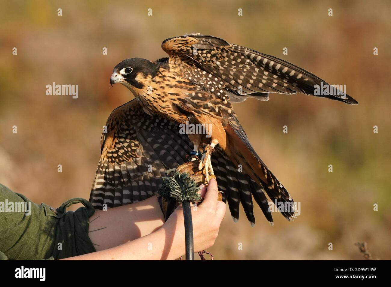 Largest member of falcon family hi-res stock photography and images - Alamy