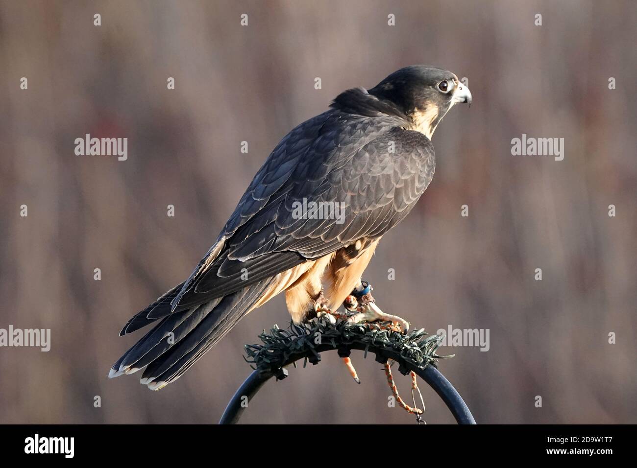 Peregrine Falcon used in Falconry Stock Photo - Alamy