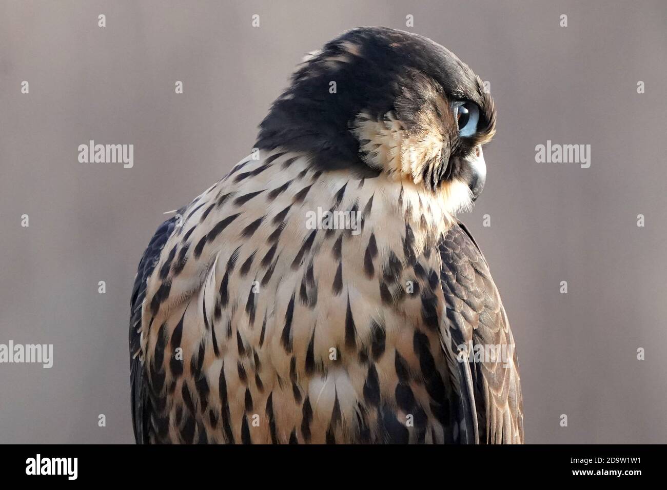 Peregrine Falcon used in Falconry Stock Photo - Alamy