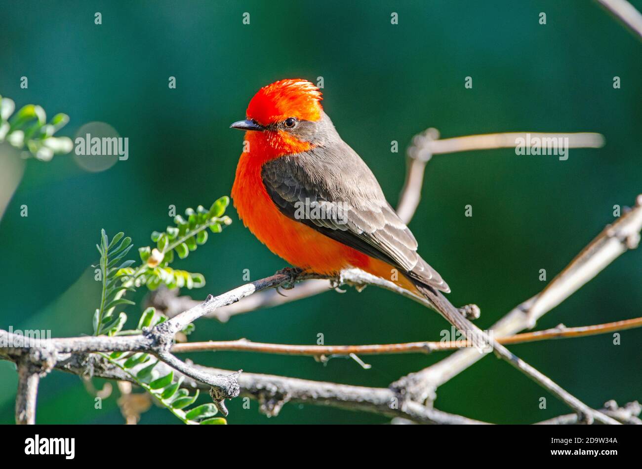 Vermilion Flycatcher (Pyrocephalus obscurus Stock Photo - Alamy
