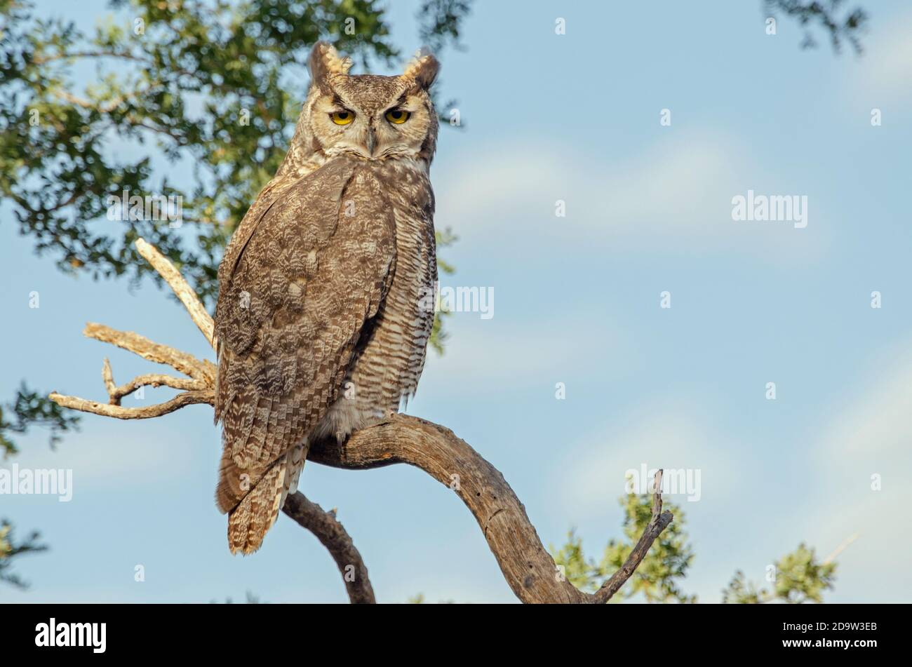 Great Horned Owl (Bubo virginianus) in daylight Stock Photo - Alamy