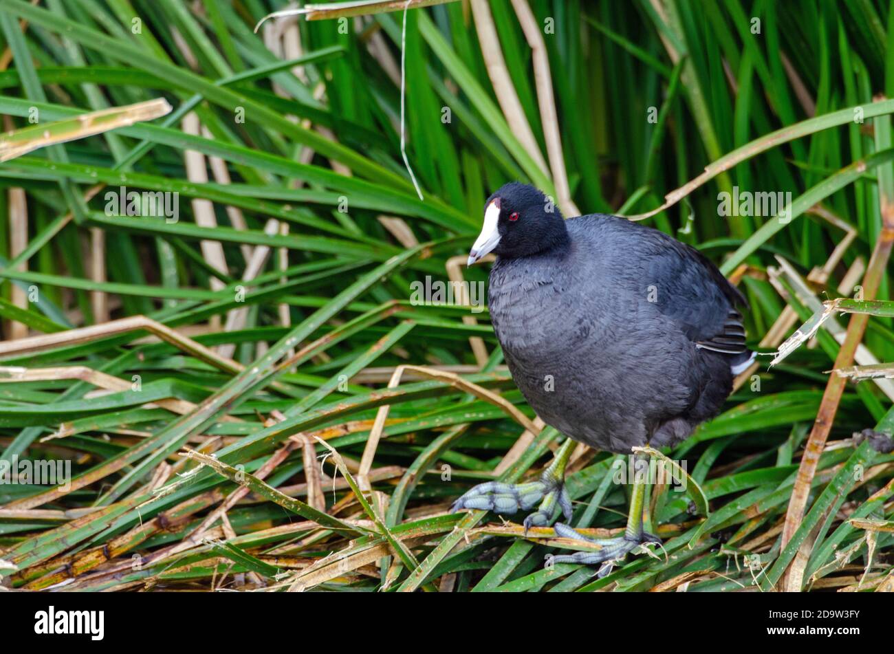 American coot feet hi-res stock photography and images - Alamy