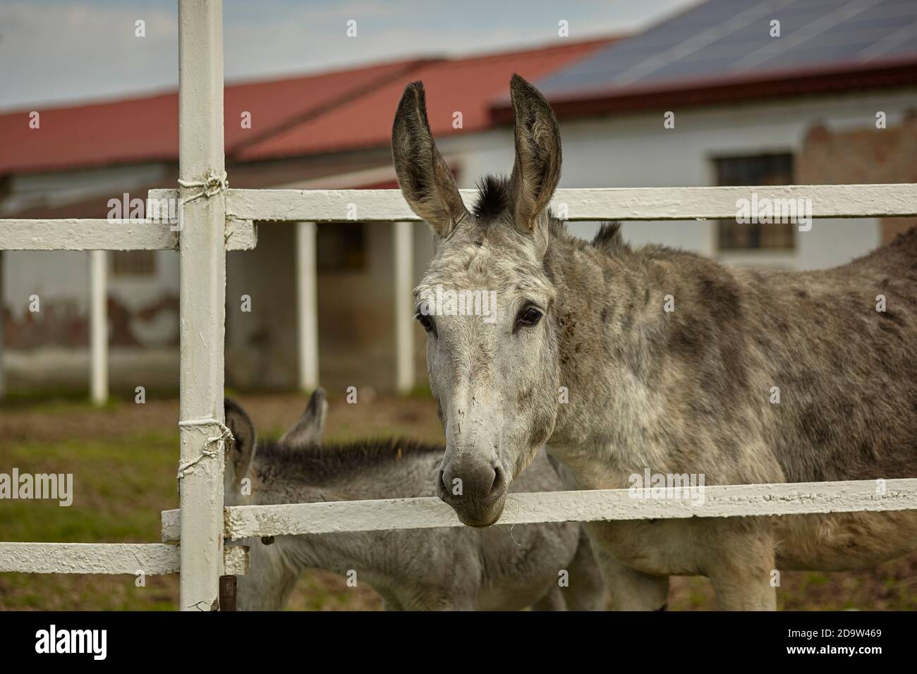 Donkey in enclosure hi-res stock photography and images - Alamy