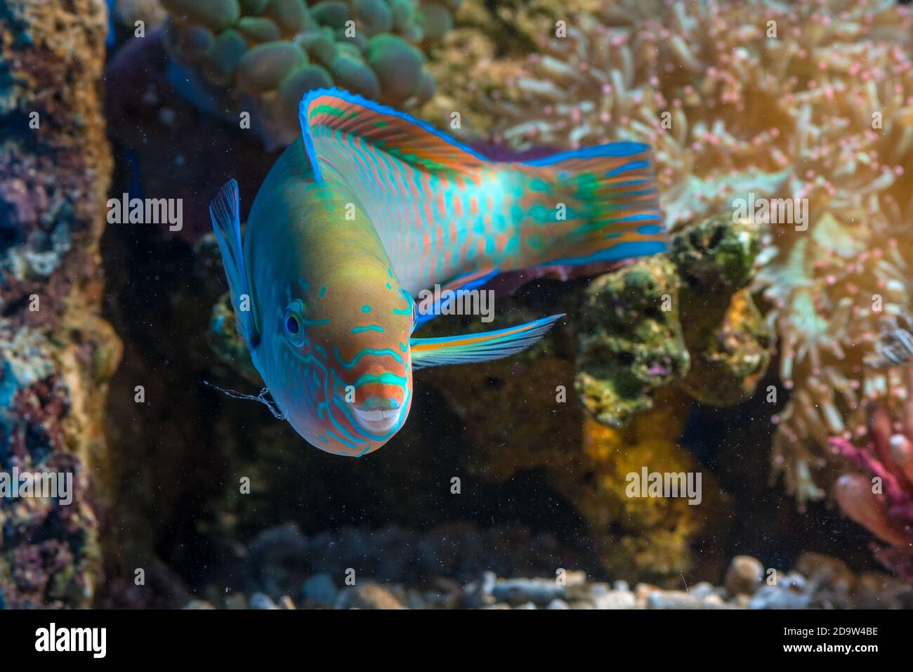 Marine fishes with beautiful colors Stock Photo - Alamy