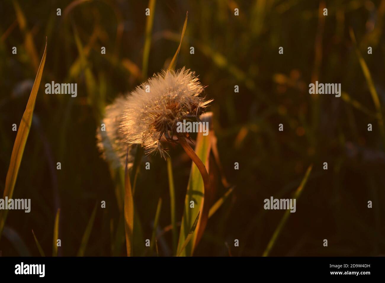 Dandelions in the golden rays of the setting sun Stock Photo - Alamy