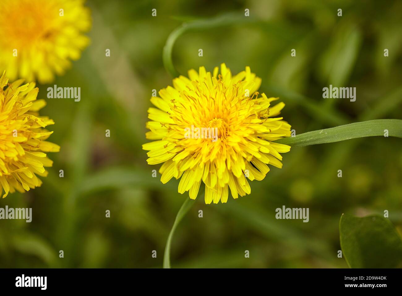 Detail of a dandelion in full bloom in spring Stock Photo - Alamy