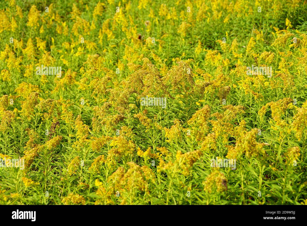A field of yellow goldenrod flowers at full bloom Stock Photo - Alamy