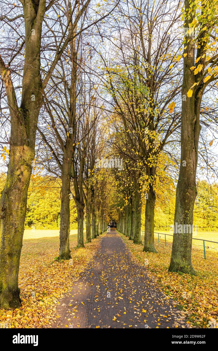 Pathway surrounded by golden trees in autumn in a park - great for ...
