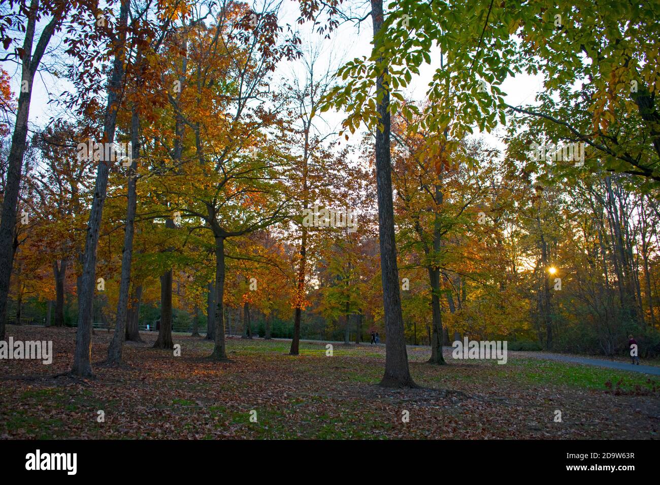 Autumn foliage displays of bright colors in Roosevelt Park, Edison, New ...