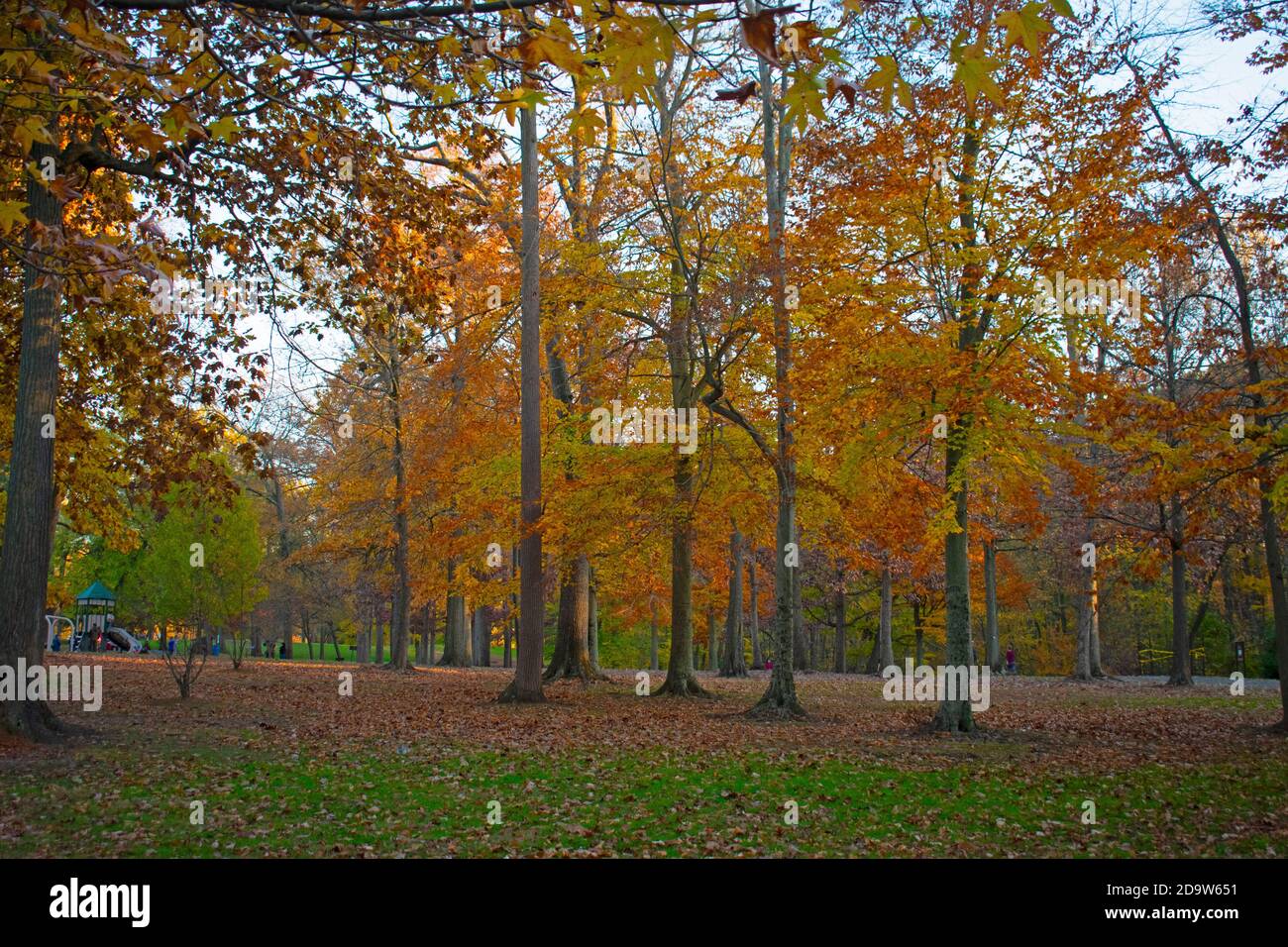 Autumn foliage displays of bright colors in Roosevelt Park, Edison, New ...