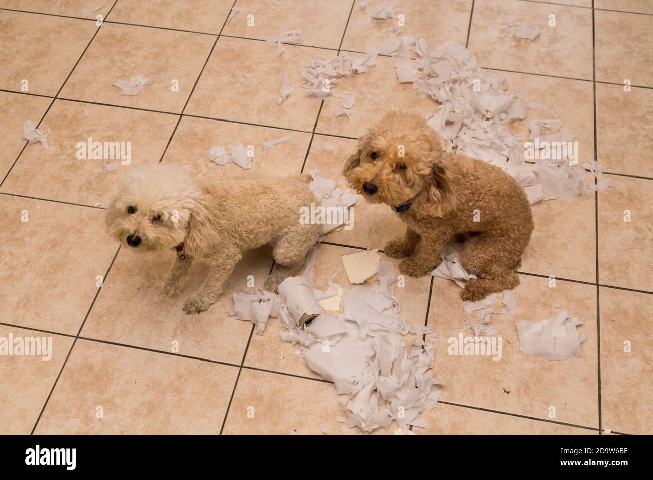 Naughty dog destroyed tissue roll into pieces when home alone Stock ...