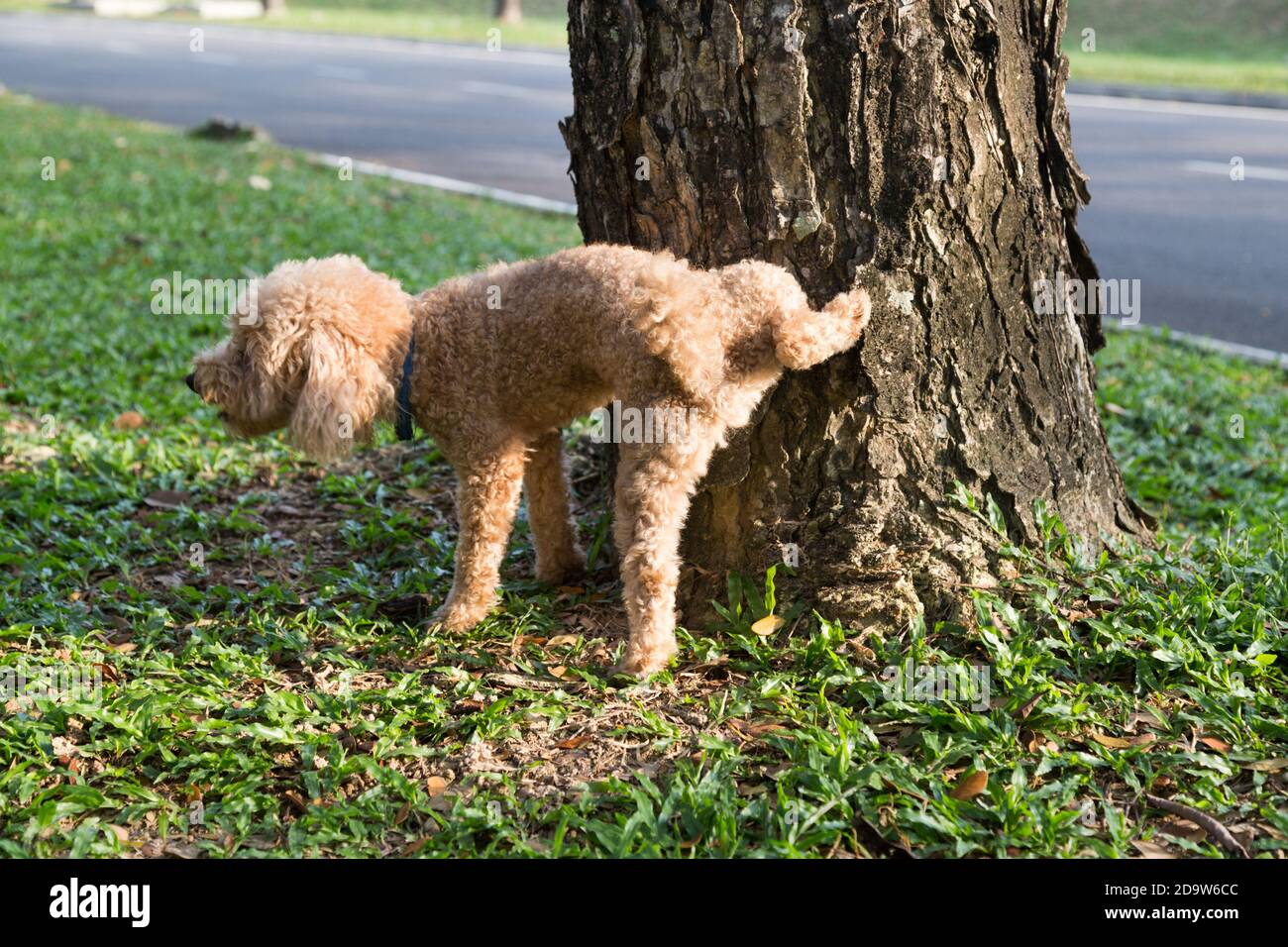Male poodle urinating pee on tree trunk to mark territory Stock Photo ...