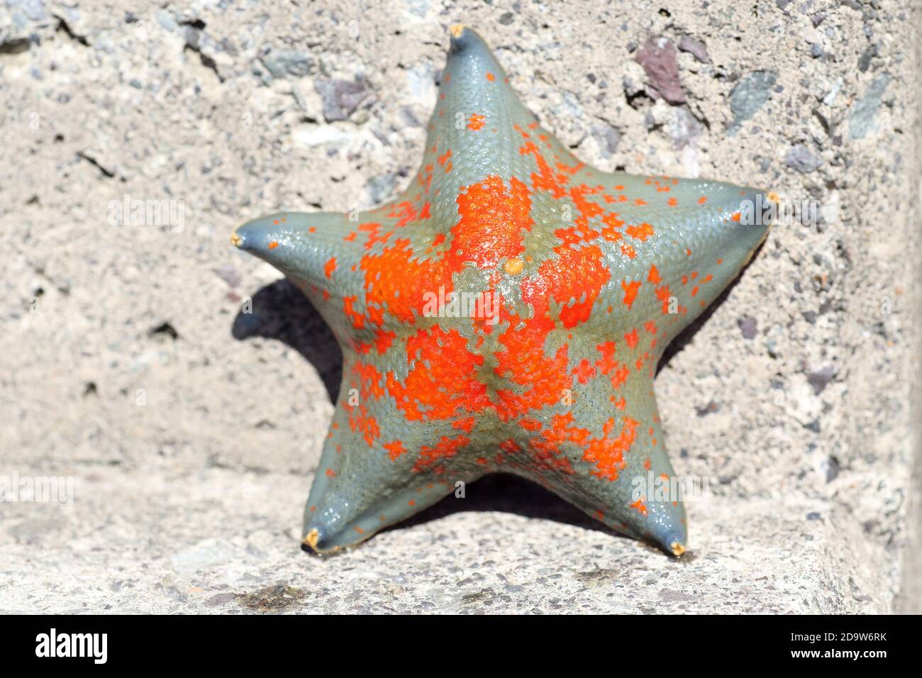 Japanese Starfish (Patiria pectinifera) in Japan Stock Photo - Alamy